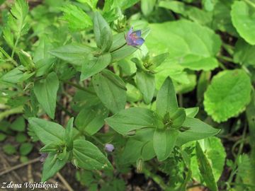 Drchnička modrá - ceskestredohori.cz