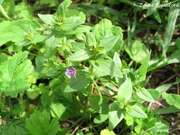 Drchnička modrá - ceskestredohori.cz
