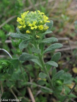 Tařinka kališní - ceskestredohori.cz