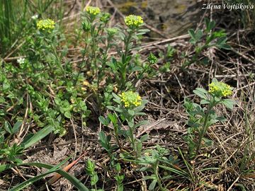 Tařinka kališní - ceskestredohori.cz