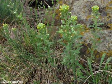 Tařinka kališní - ceskestredohori.cz
