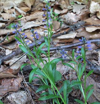 Vítod nahořklý - ceskestredohori.cz