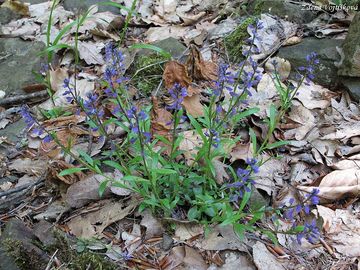 Vítod nahořklý - ceskestredohori.cz