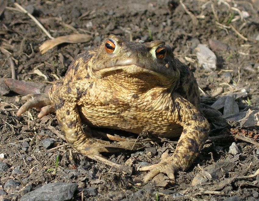 Obojživelníci :: Atlas rostlin a živočichů v okolí Mořkova