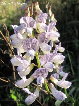 Vikev lesní - ceskestredohori.cz